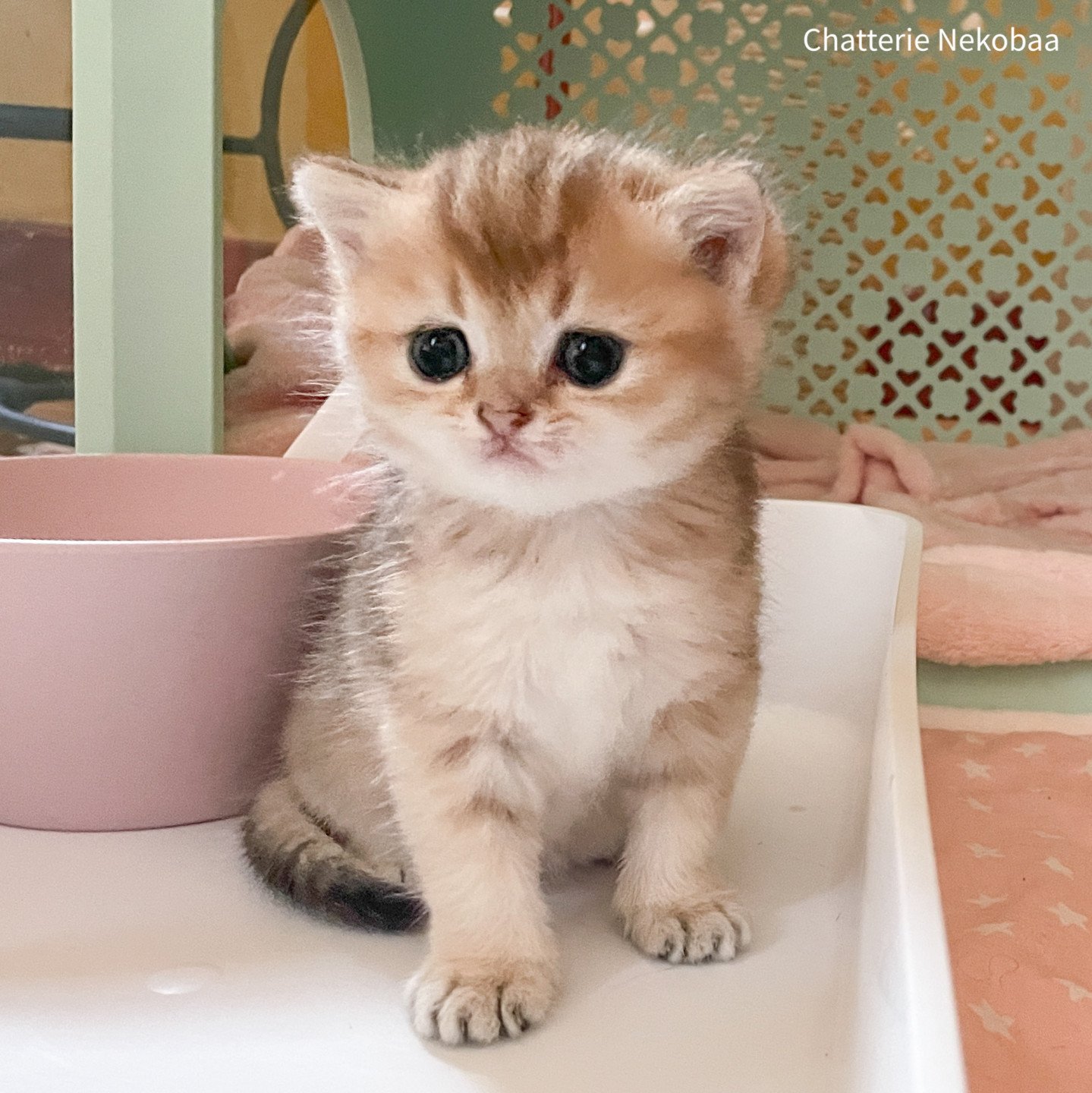 2021: Portée A2 : Ritsuko British Shorthair black golden ticked tabby ...