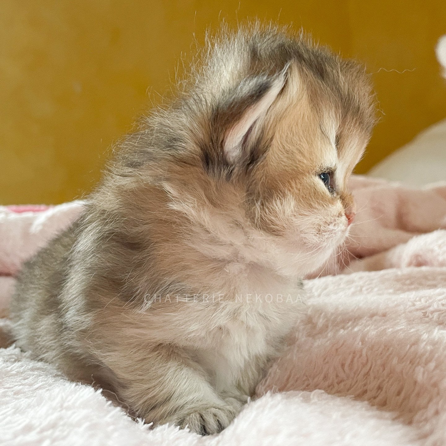Tellement Luna de Nekobaa - Chaton British Longhair Dordogne
