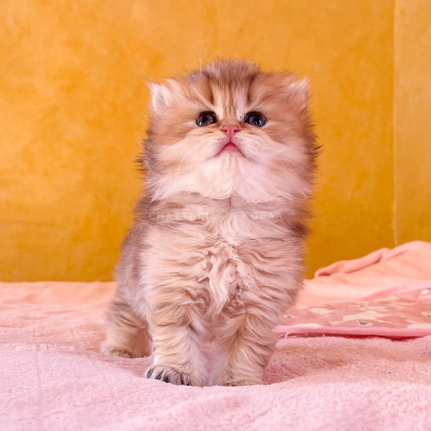 Tellement Luna de Nekobaa - Chaton British Longhair Dordogne