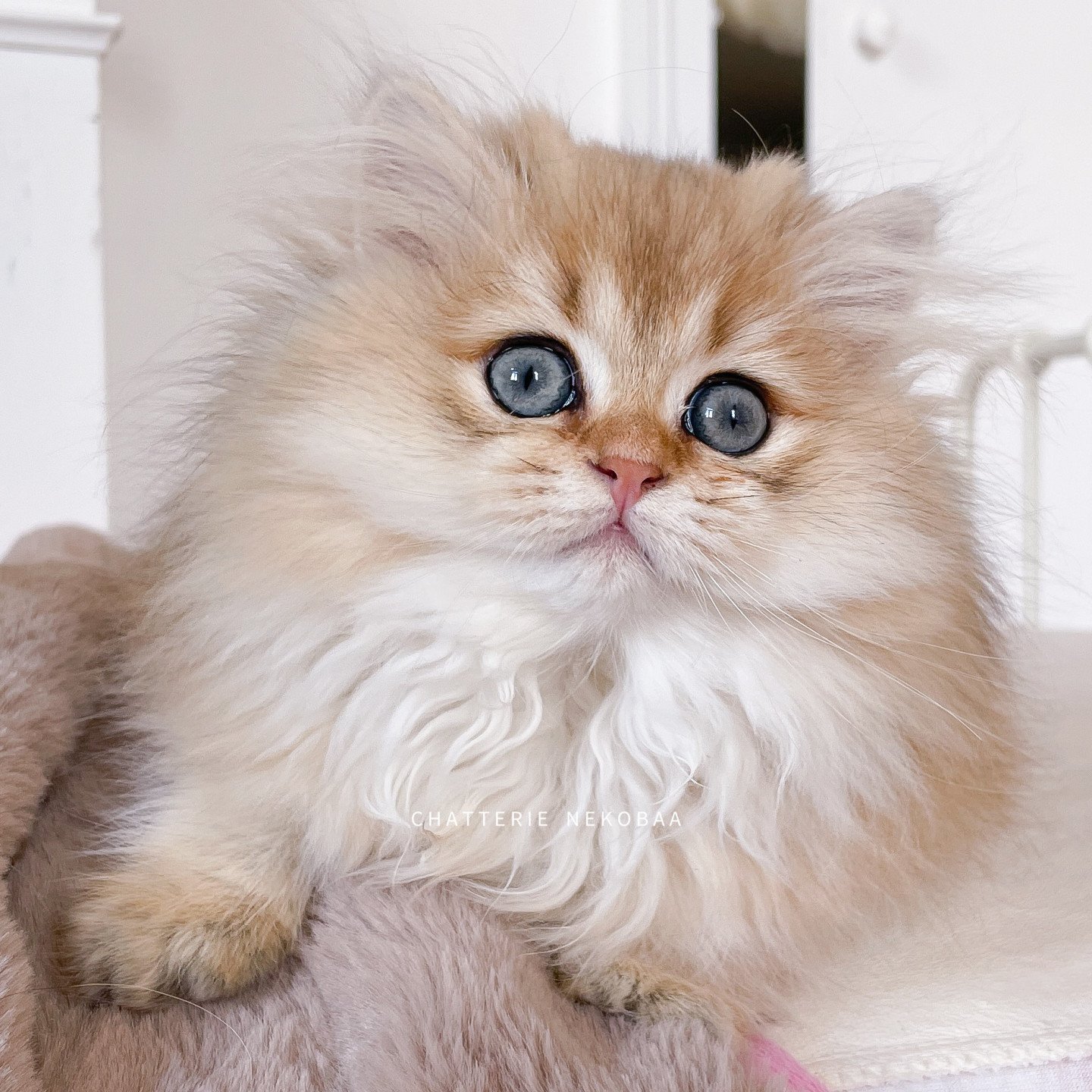 Tellement Luna de Nekobaa - Chaton British Longhair Dordogne