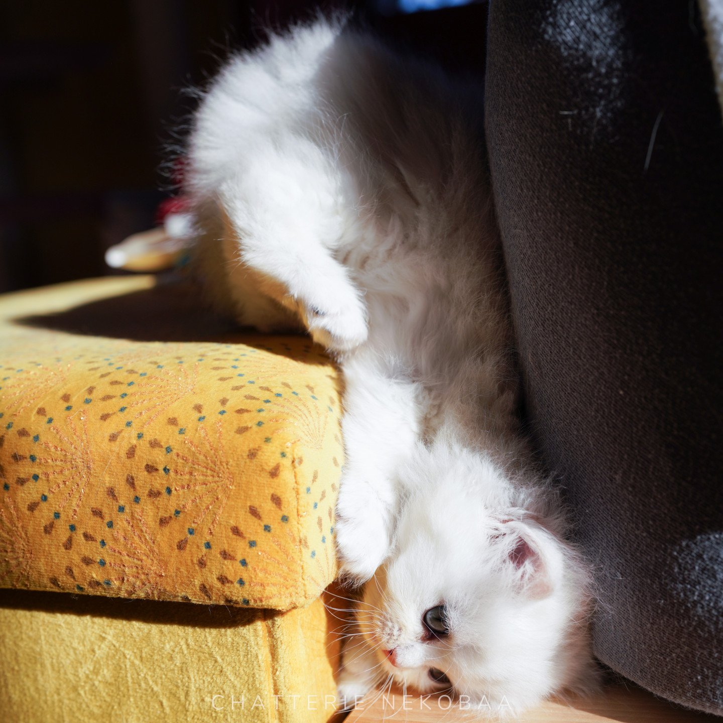 Tagada Lynne de Nekobaa - Chaton British Longhair Dordogne