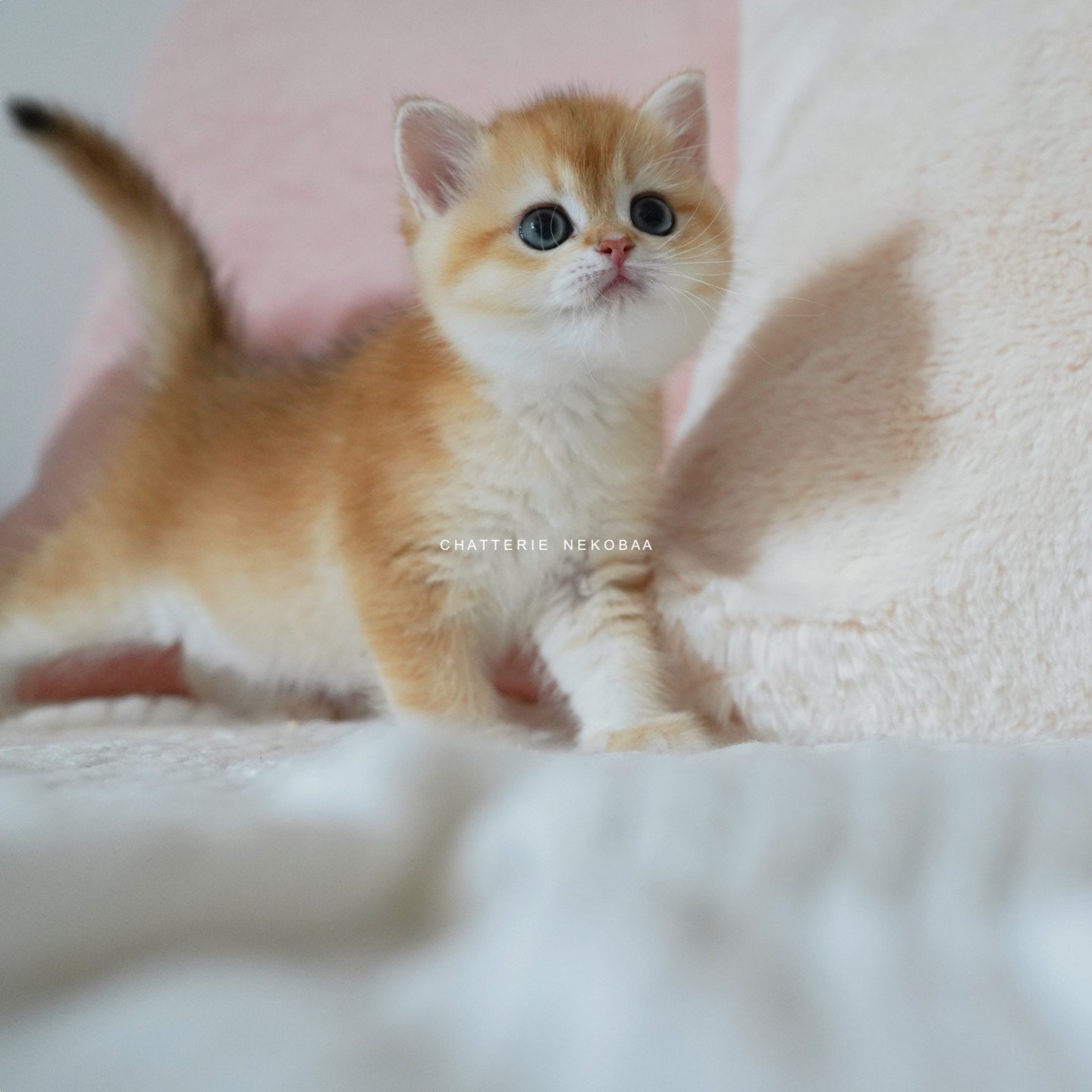 Noguchi de Nekobaa. British shorthair black golden shell (copper).