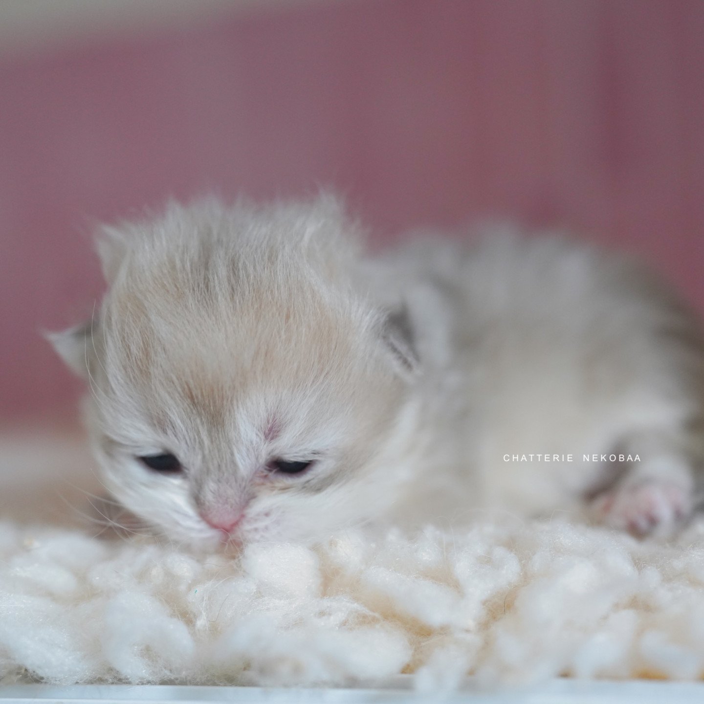 Chaton British longhair blue golden. Paxou de Nekobaa.