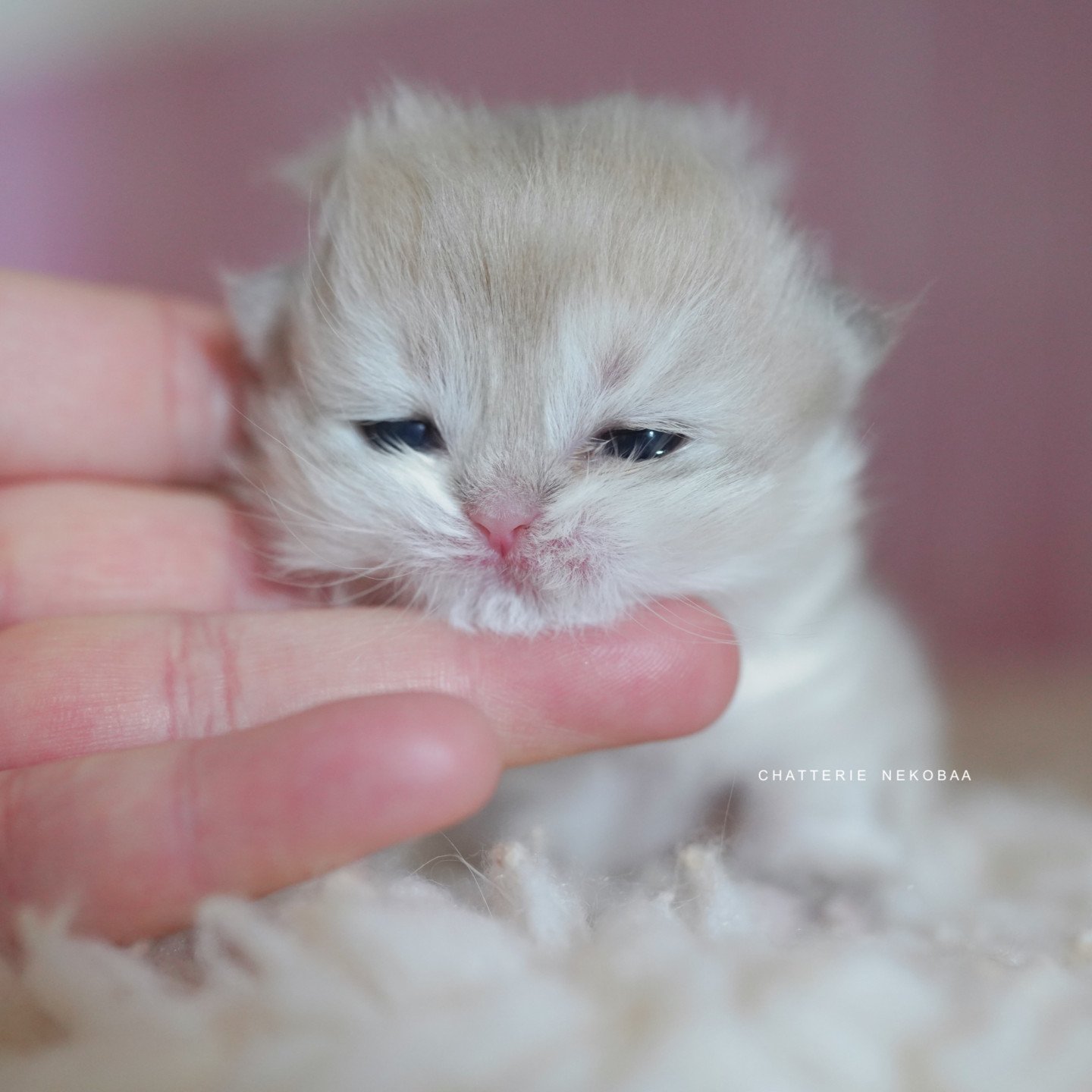 Chaton British longhair blue golden. Paxou de Nekobaa.