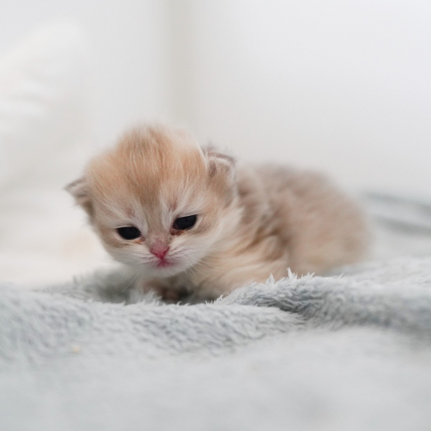 Chaton British longhair blue golden. Paxou de Nekobaa.