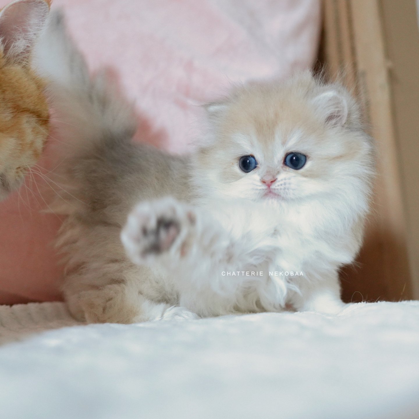 Chaton British longhair blue golden. Paxou de Nekobaa.