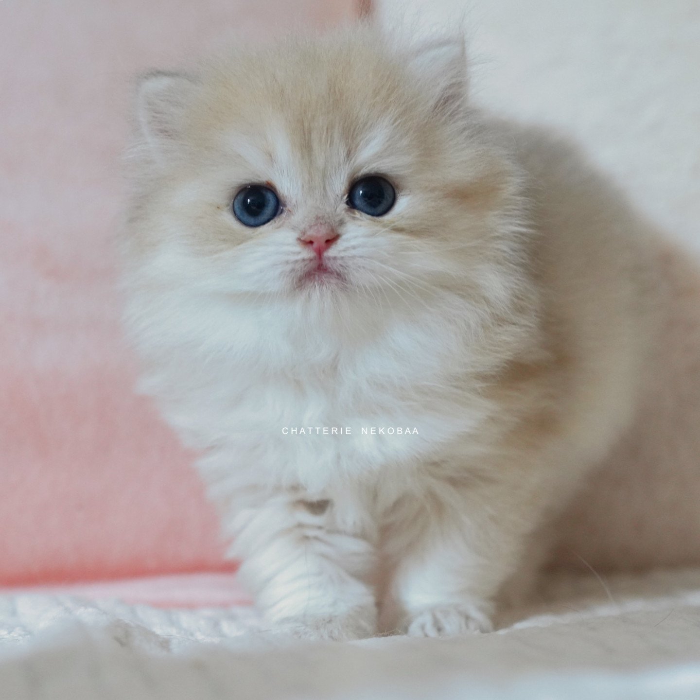 Chaton British longhair blue golden. Paxou de Nekobaa.