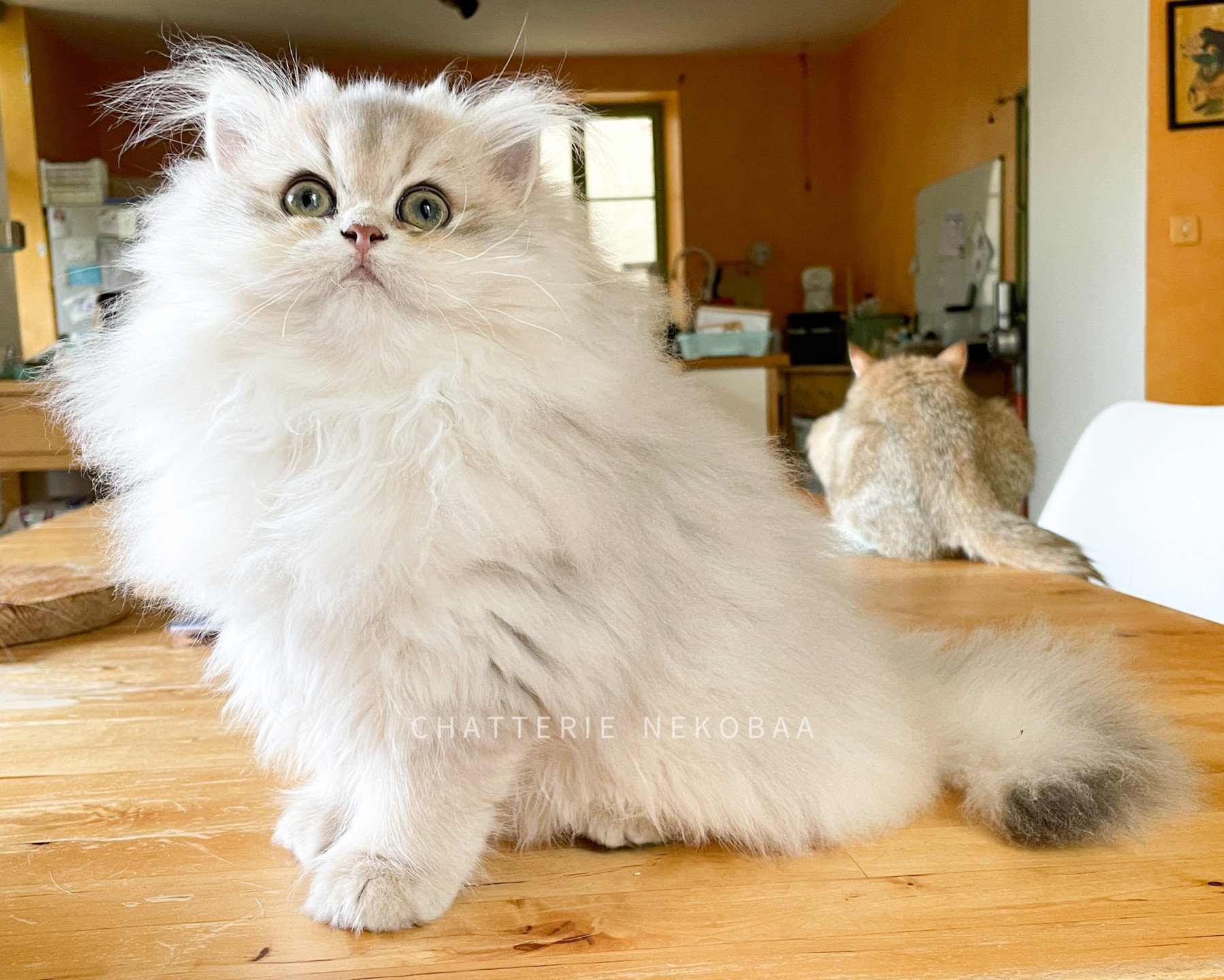 2023: Portée Q2 : Dameboshi British Longhair black golden shaded Snow ...