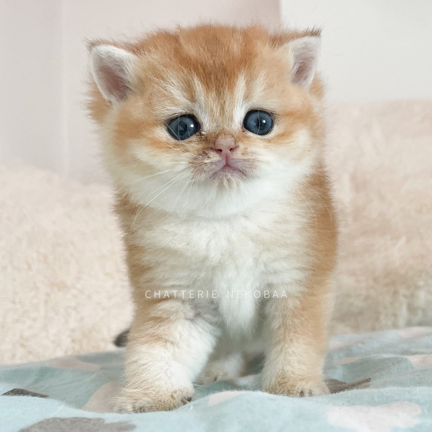 2023: Portée T2 : Rosisan British Shorthair black golden shell Yuuki ...