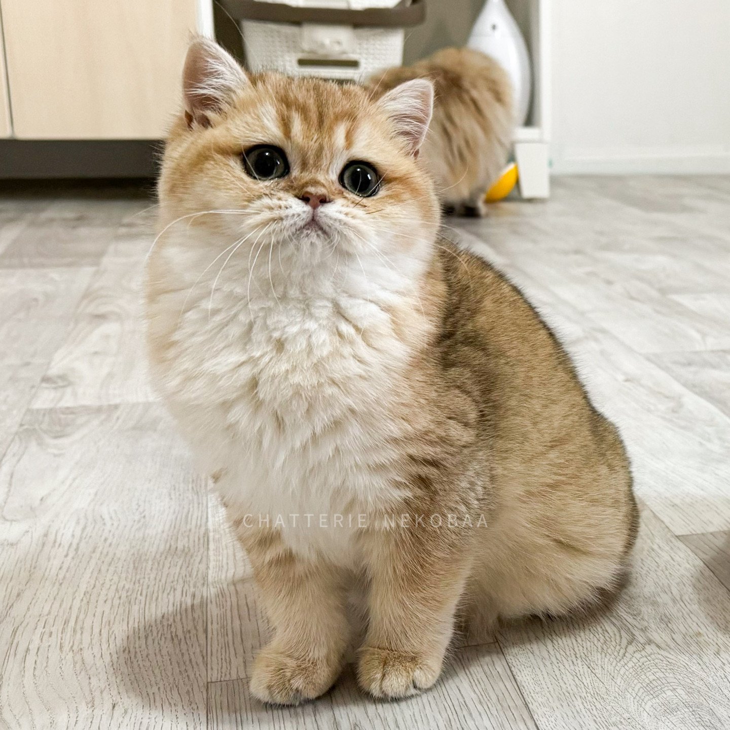 British shorthair black golden ticked. Tamaki de Nekobaa.