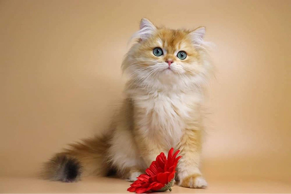 Teddy - Chat British Longhair Dordogne | Chatterie Nekobaa
