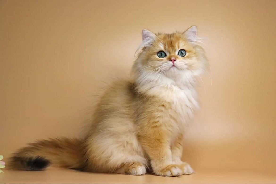 Teddy - Chat British Longhair Dordogne | Chatterie Nekobaa