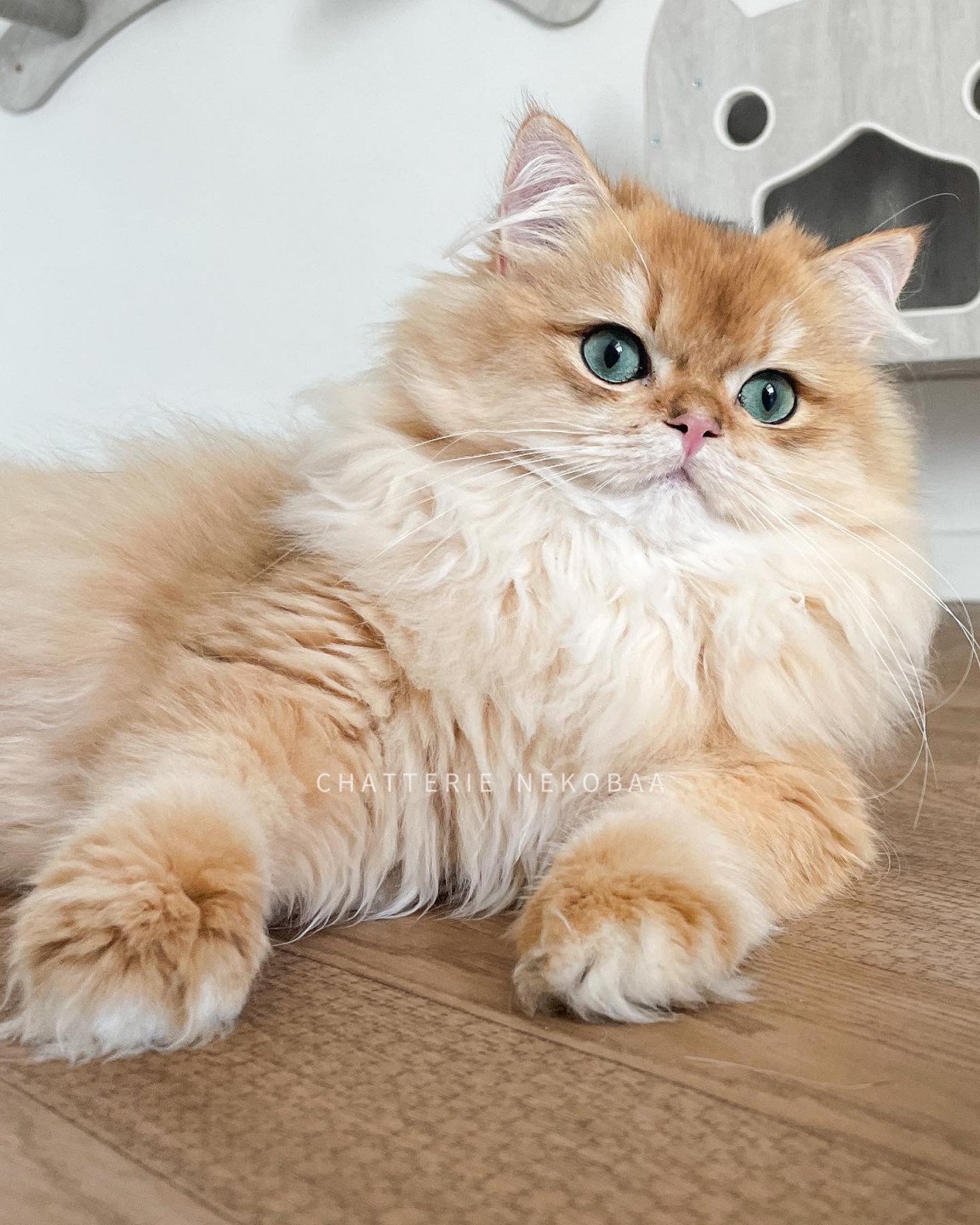 Teddy - Chat British Longhair Dordogne | Chatterie Nekobaa