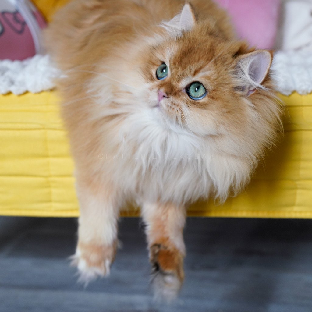 Teddy - Chat British Longhair Dordogne | Chatterie Nekobaa