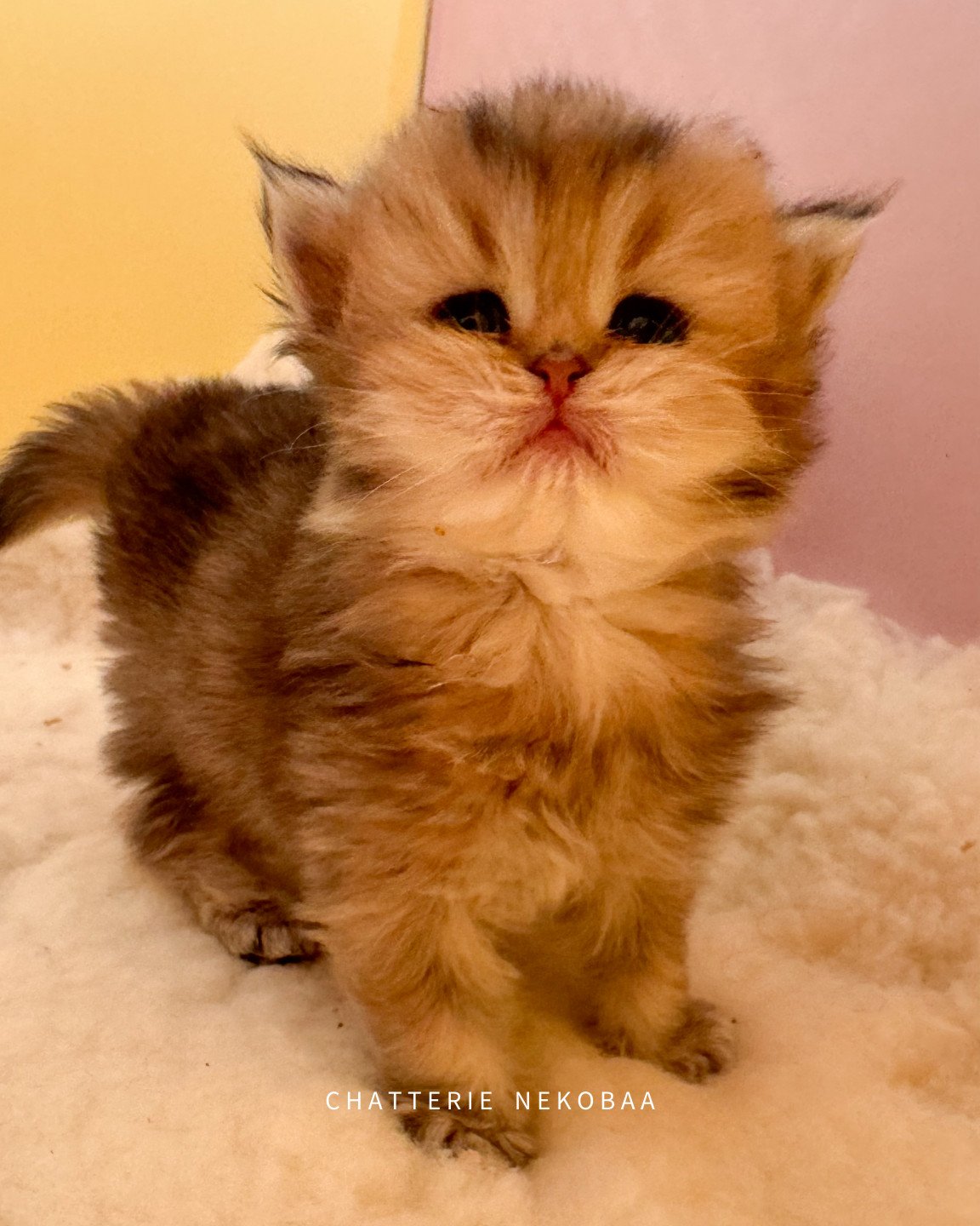 Wilo Wanchoi de Nekobaa, british longhair black golden shaded.