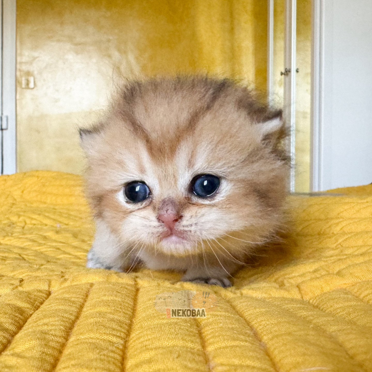 Zizilia de Nekobaa, adorable chatte British golden yeux verts.