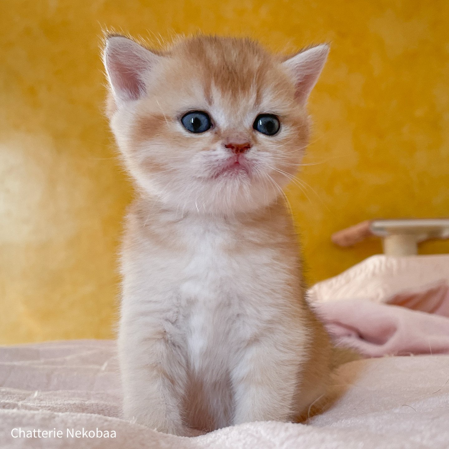 2021: Portée A2 : Ritsuko British Shorthair black golden ticked tabby ...