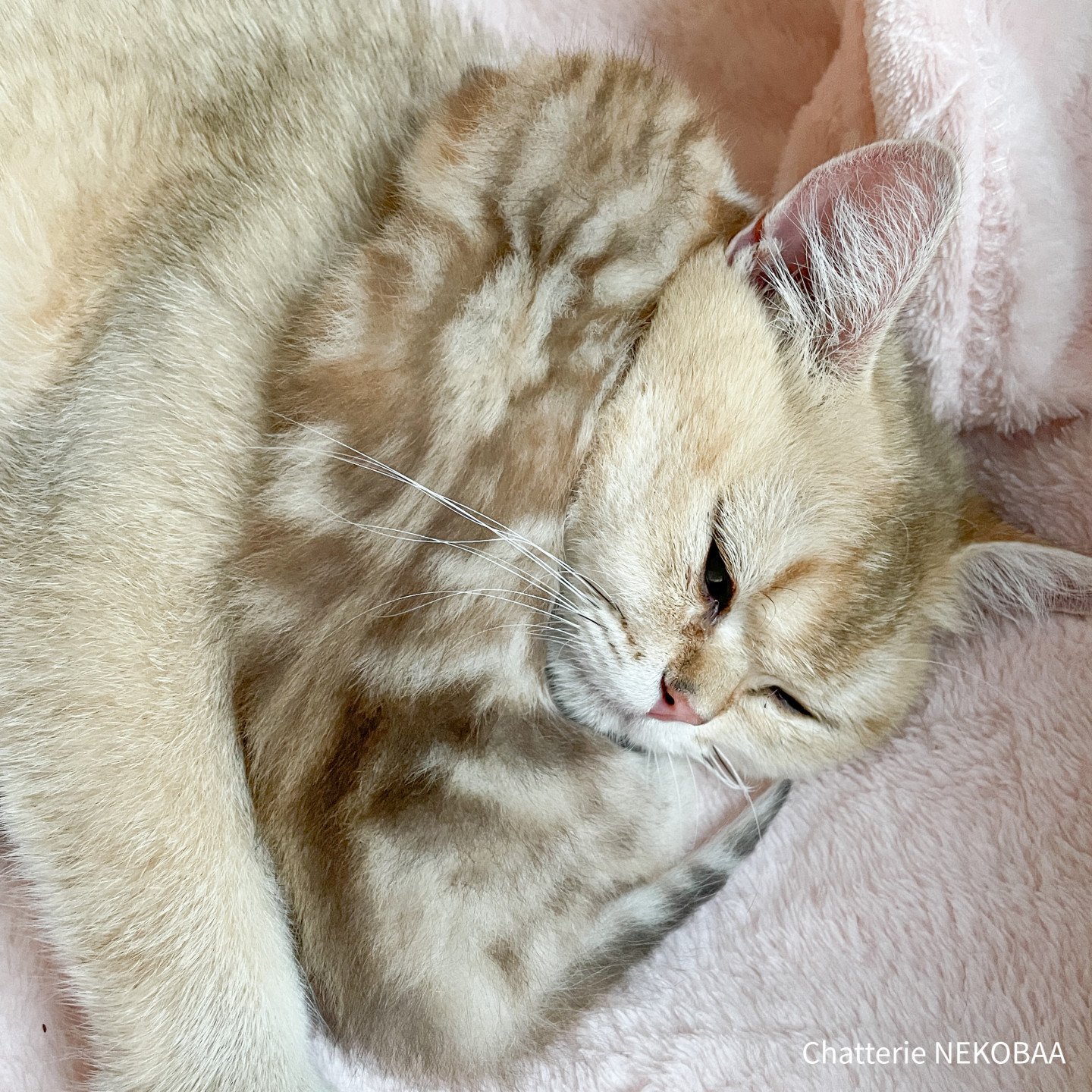 2021: Portée A2 : Ritsuko British Shorthair black golden ticked tabby ...