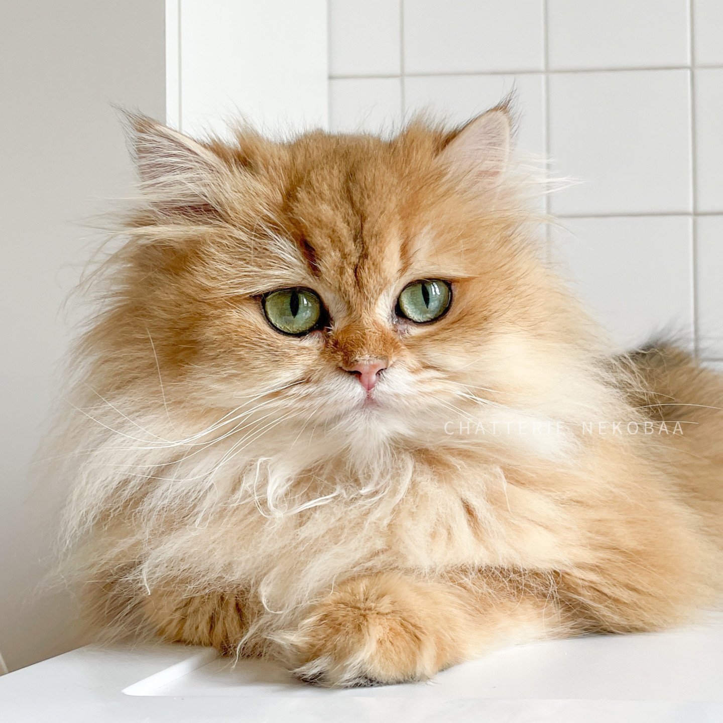Dameboshi, British longhair black golden shaded. Chatterie British Golden.
