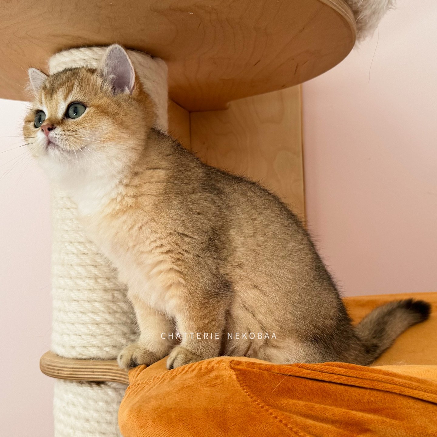Elon - Chaton British shorthair golden shaded. | Chatterie Nekobaa