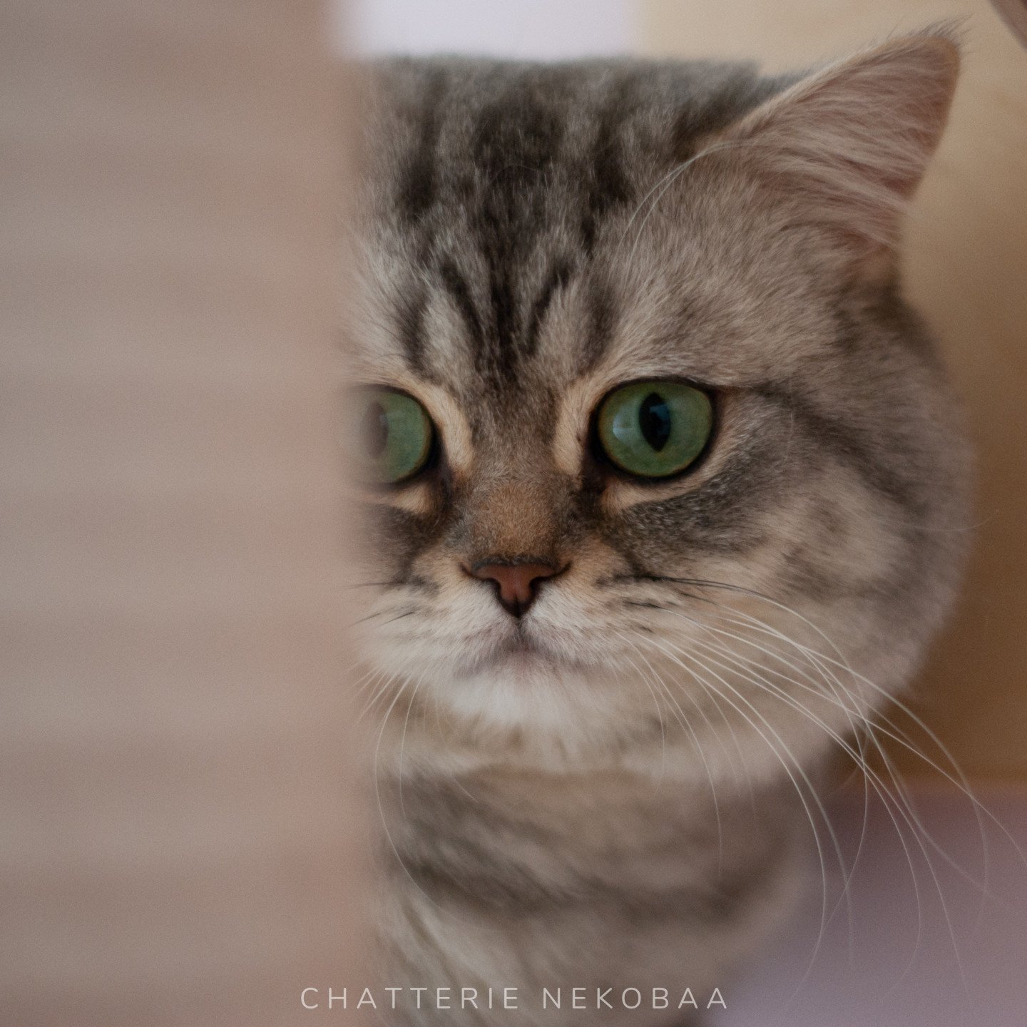 Goofy chat British blue silver blotched tabby porteur Golden.