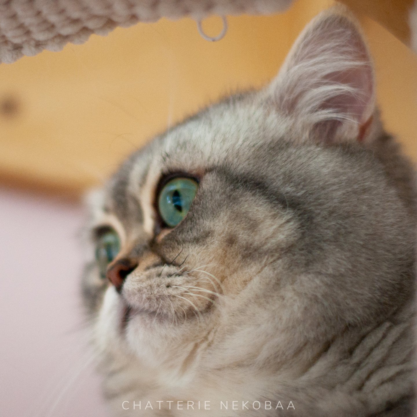 Goofy chat British blue silver blotched tabby porteur Golden.