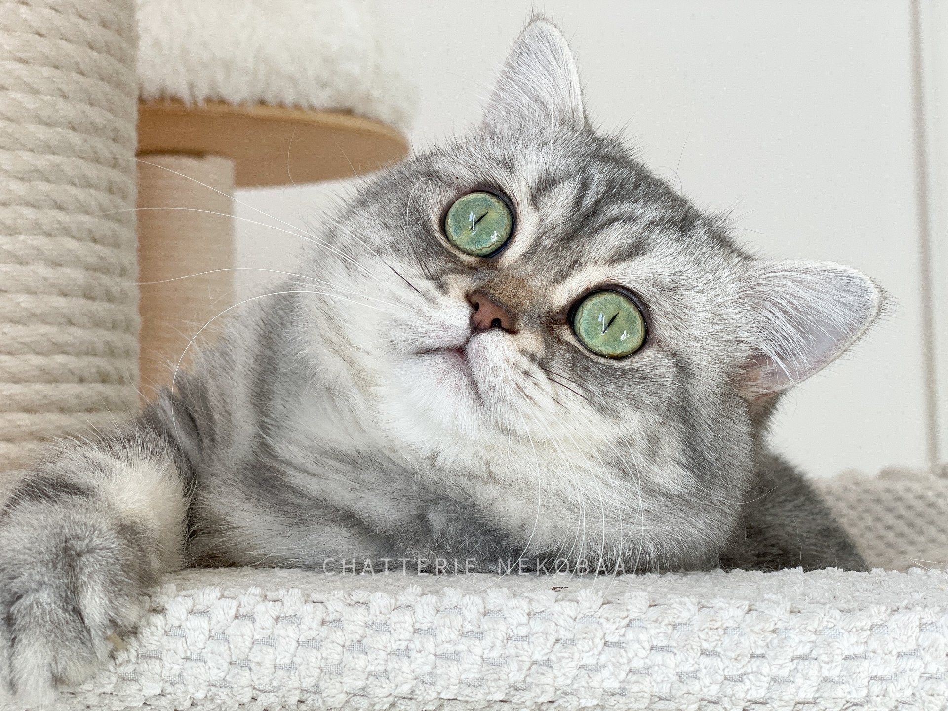 Goofy chat British blue silver blotched tabby porteur Golden.