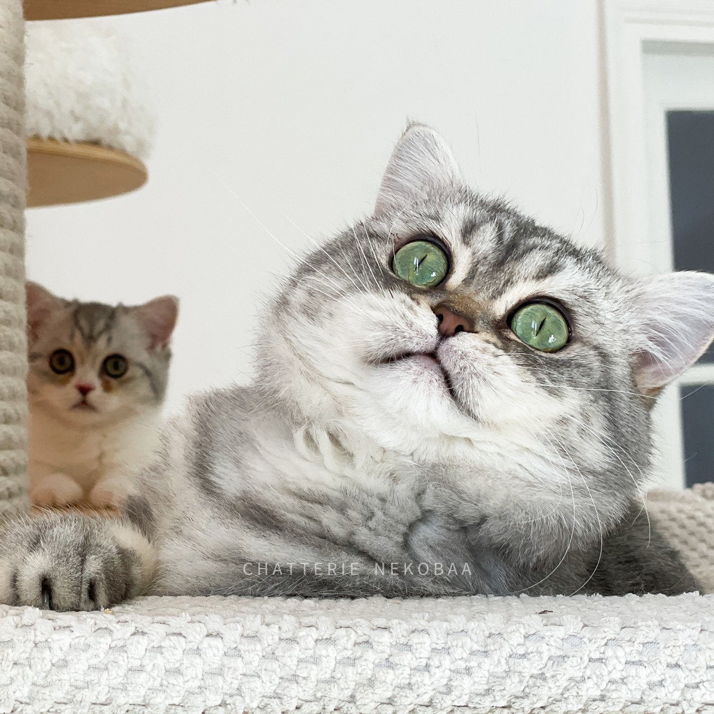 Goofy chat British blue silver blotched tabby porteur Golden.