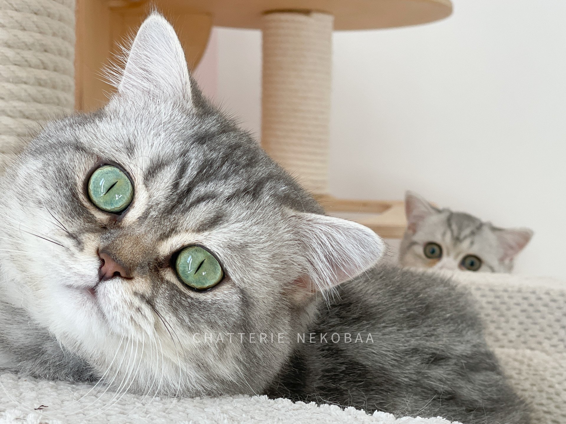 Goofy chat British blue silver blotched tabby porteur Golden.