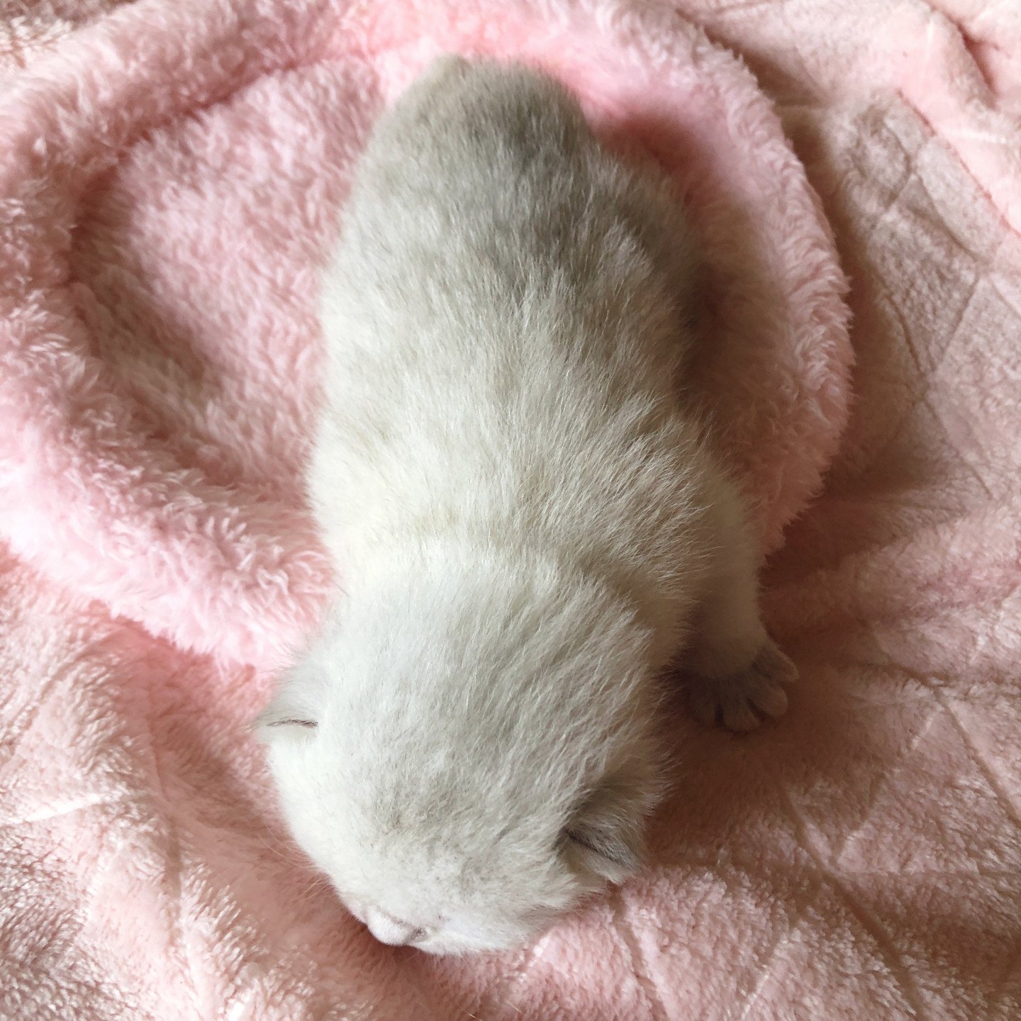 Itoe de Nekobaa - Chaton British Shorthair Dordogne