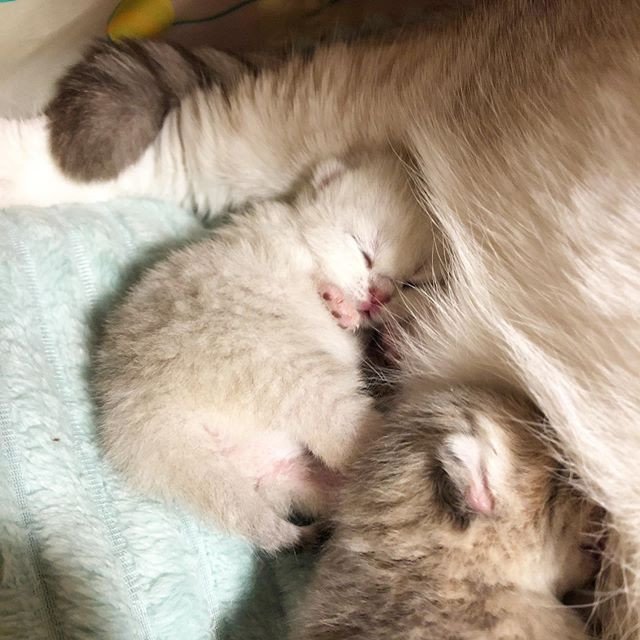 Itoe de Nekobaa - Chaton British Shorthair Dordogne