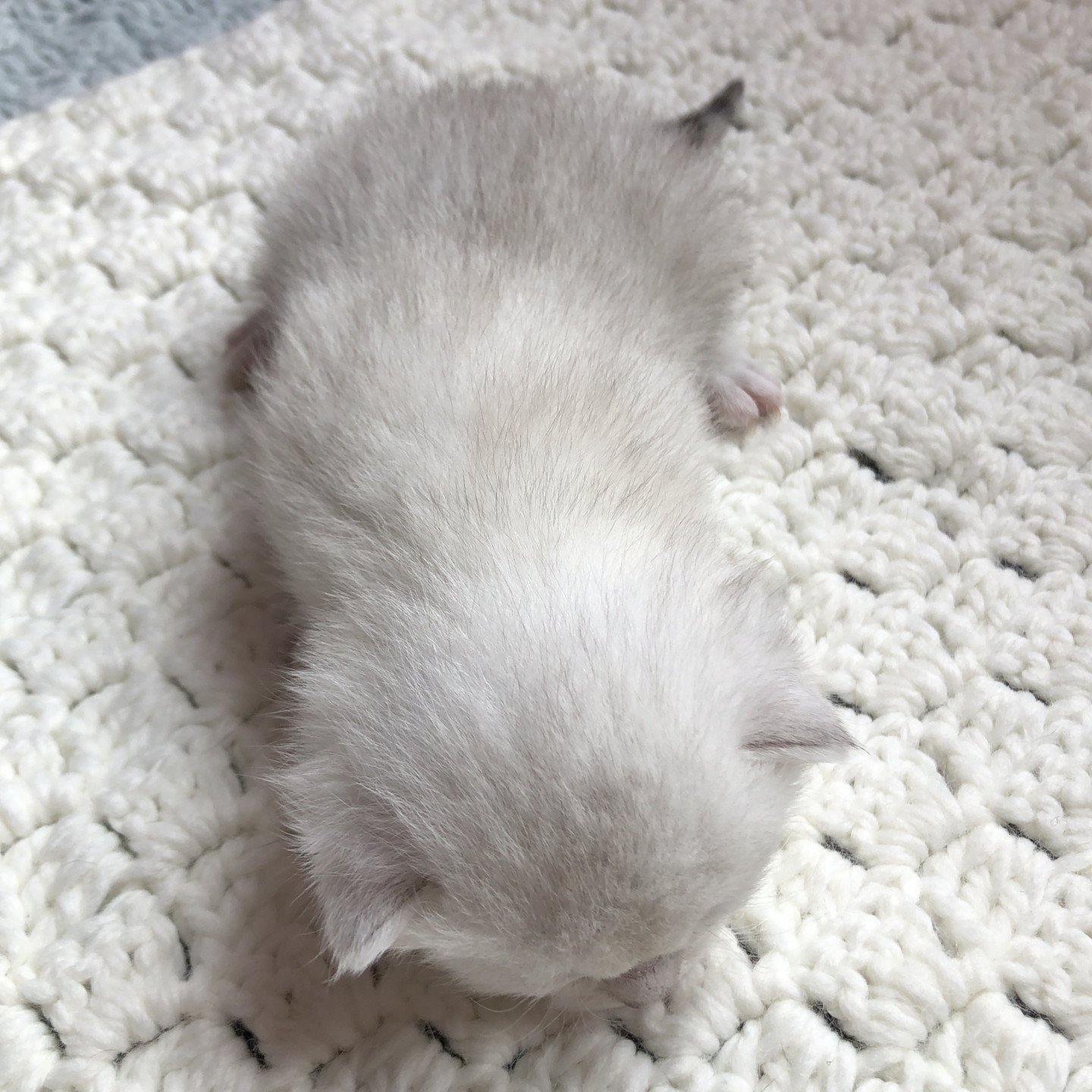 Itoe de Nekobaa - Chaton British Shorthair Dordogne