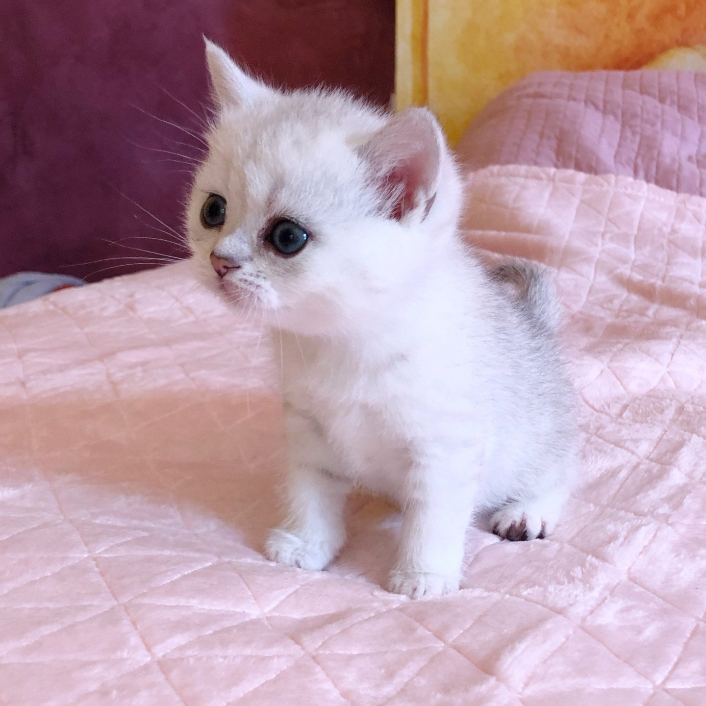 Itoe de Nekobaa - Chaton British Shorthair Dordogne
