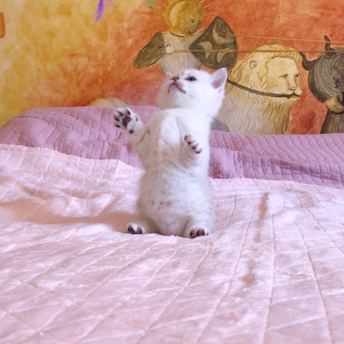 Itoe de Nekobaa - Chaton British Shorthair Dordogne