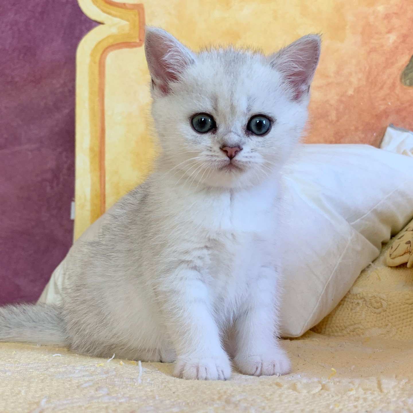 Itoe de Nekobaa - Chaton British Shorthair Dordogne