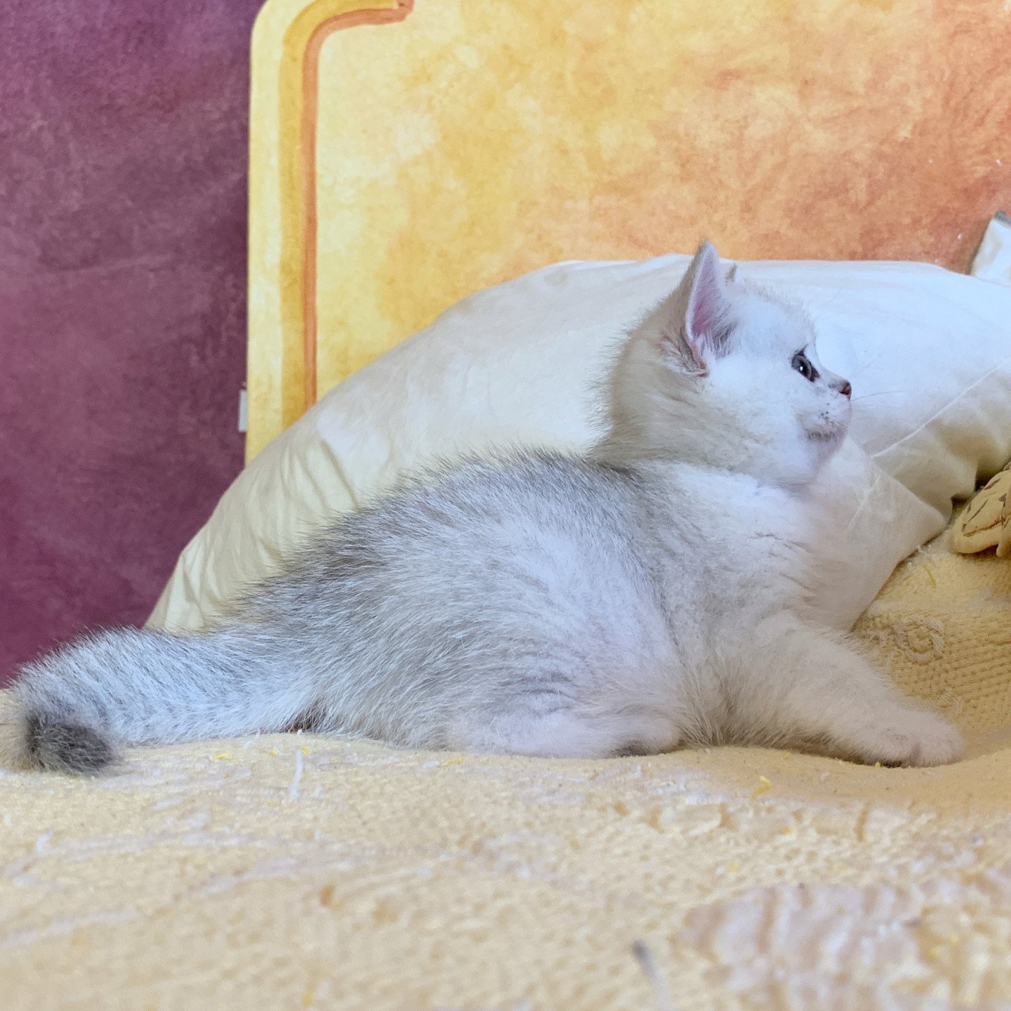 Itoe de Nekobaa - Chaton British Shorthair Dordogne