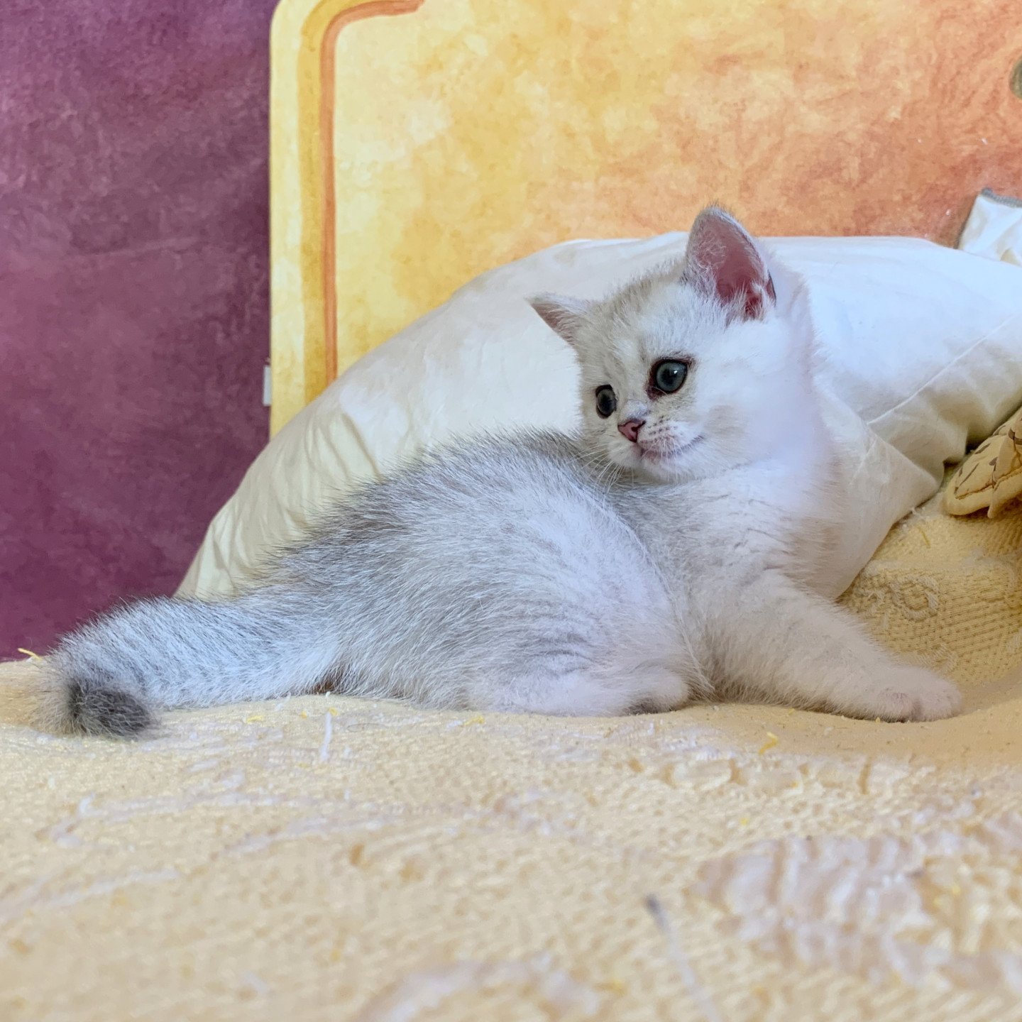 Itoe de Nekobaa - Chaton British Shorthair Dordogne
