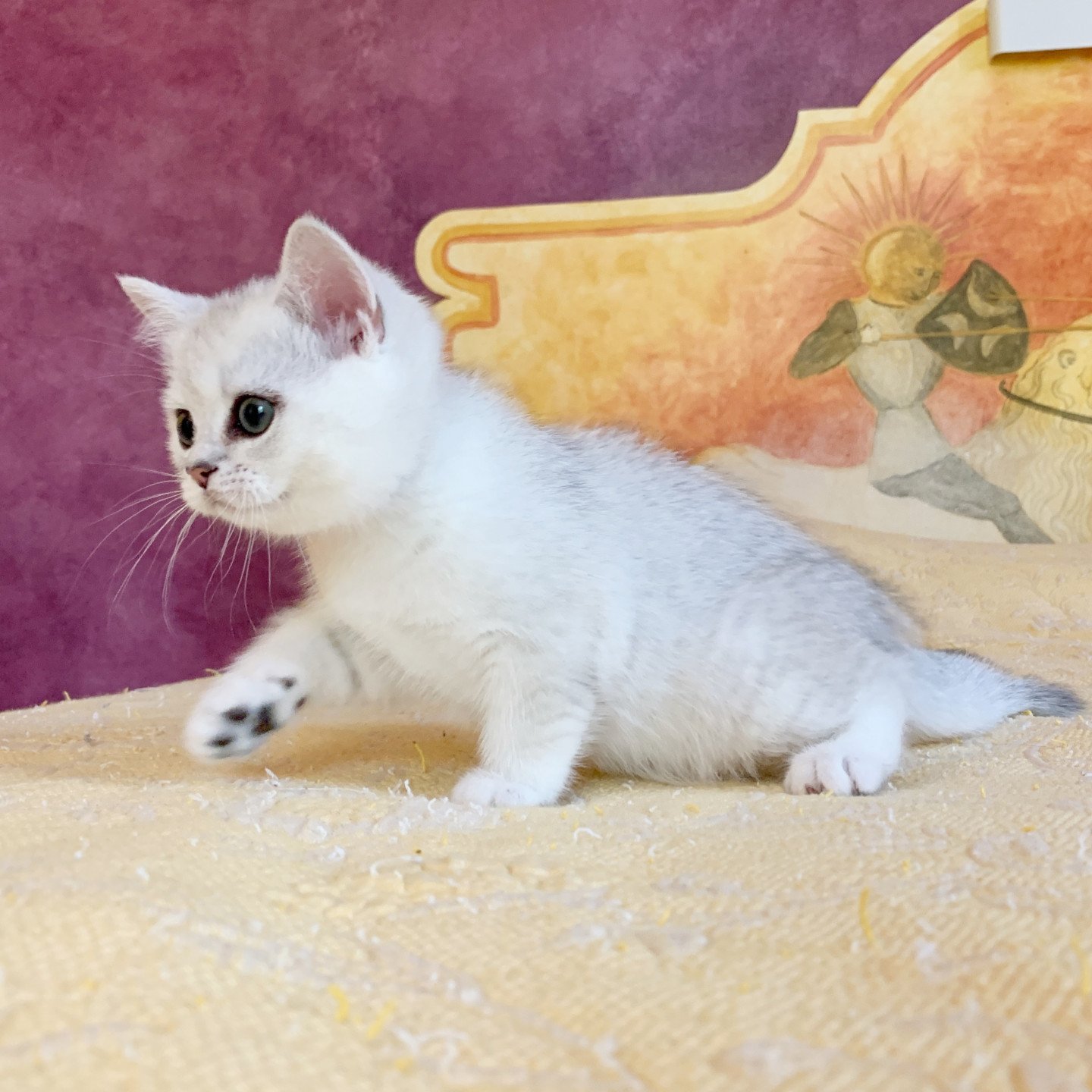 Itoe de Nekobaa - Chaton British Shorthair Dordogne