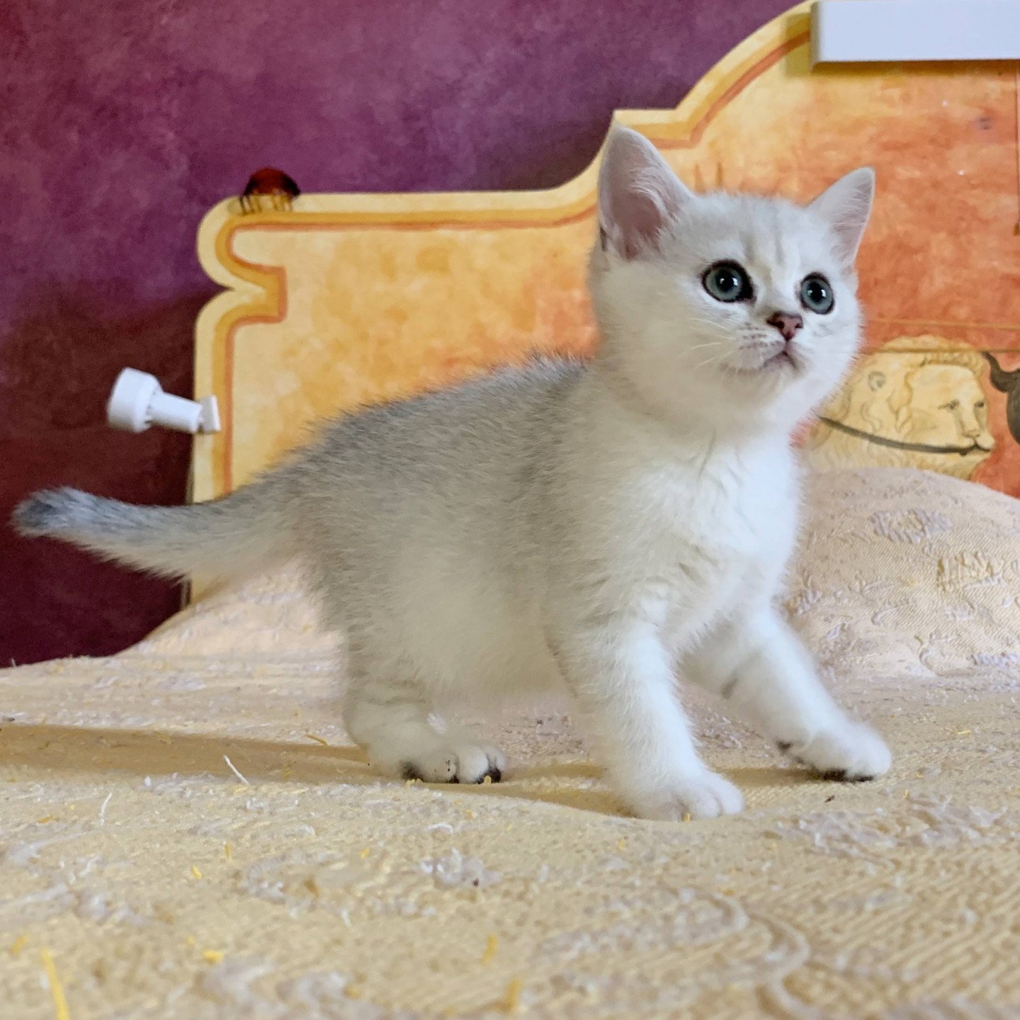 Itoe de Nekobaa - Chaton British Shorthair Dordogne