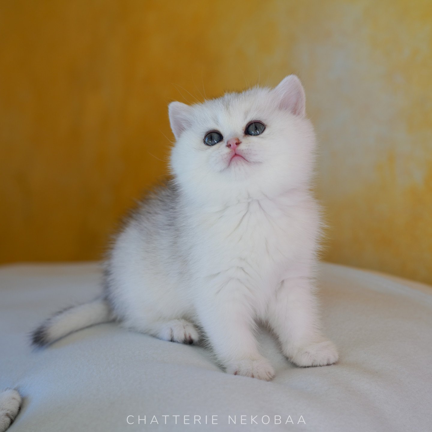 Lilychan, British shorthair black silver shaded. Chatterie British ...