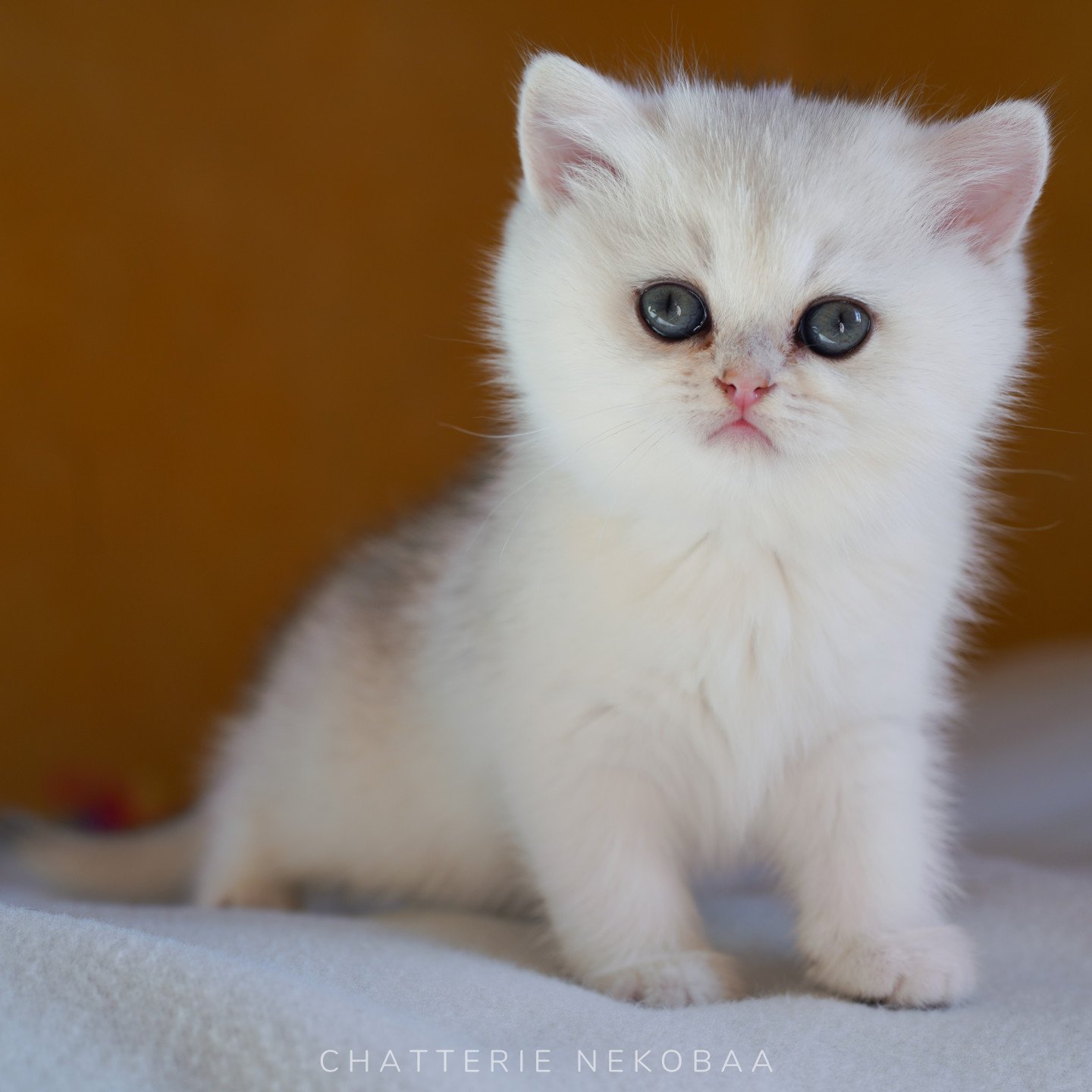 Lilychan, British shorthair black silver shaded. Chatterie British ...