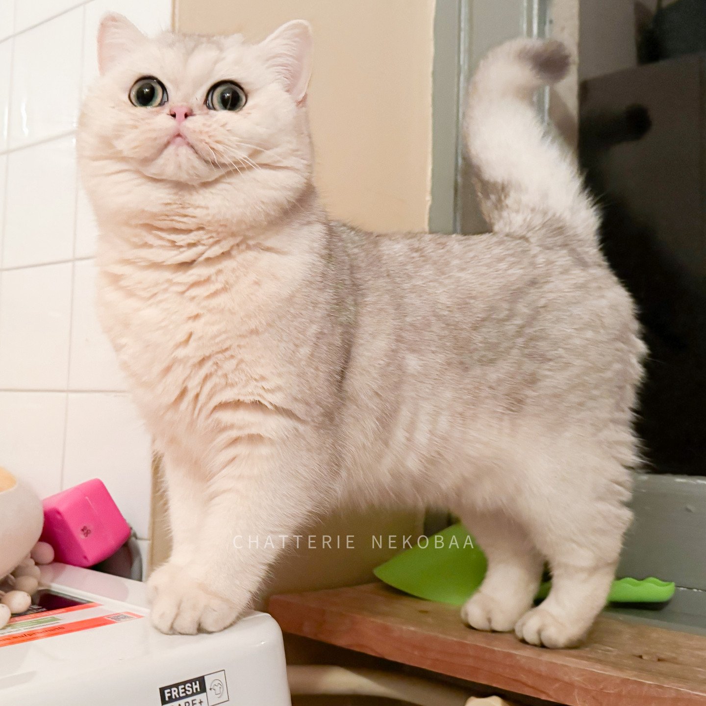 Lilychan, British shorthair black silver shaded. Chatterie British ...