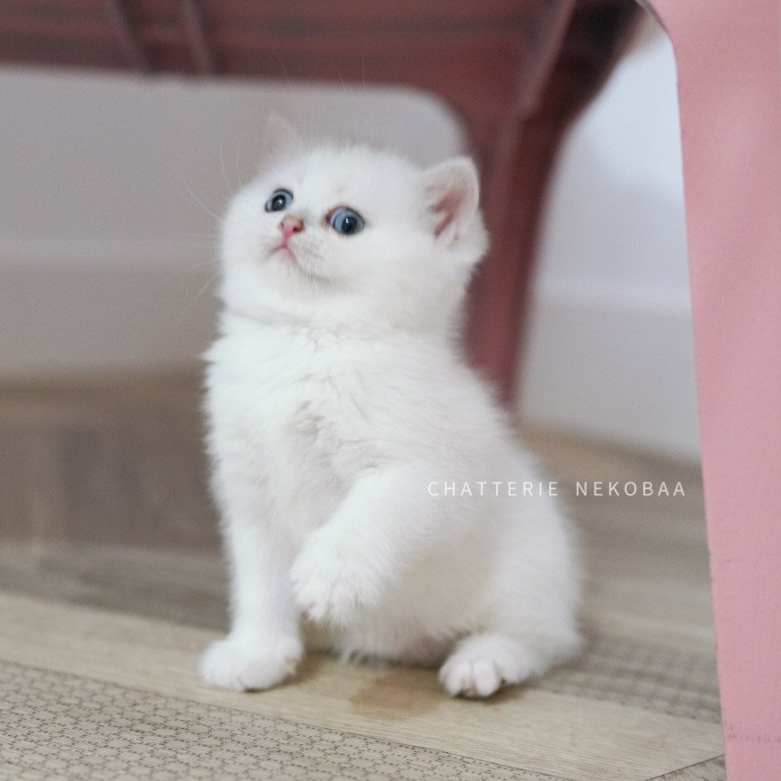 British yeux bleu - Otomi adorable femelle British colourpoint.