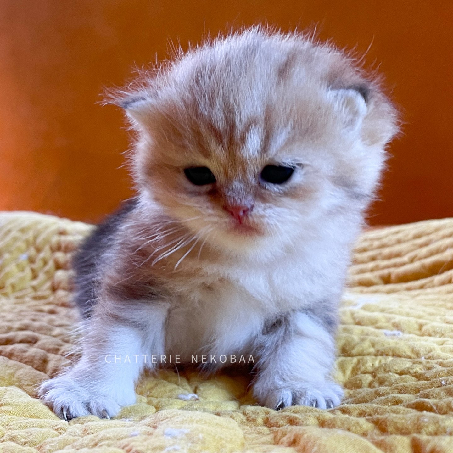 Utau Piccolo de Nekobaa - Chaton British Shorthair Dordogne