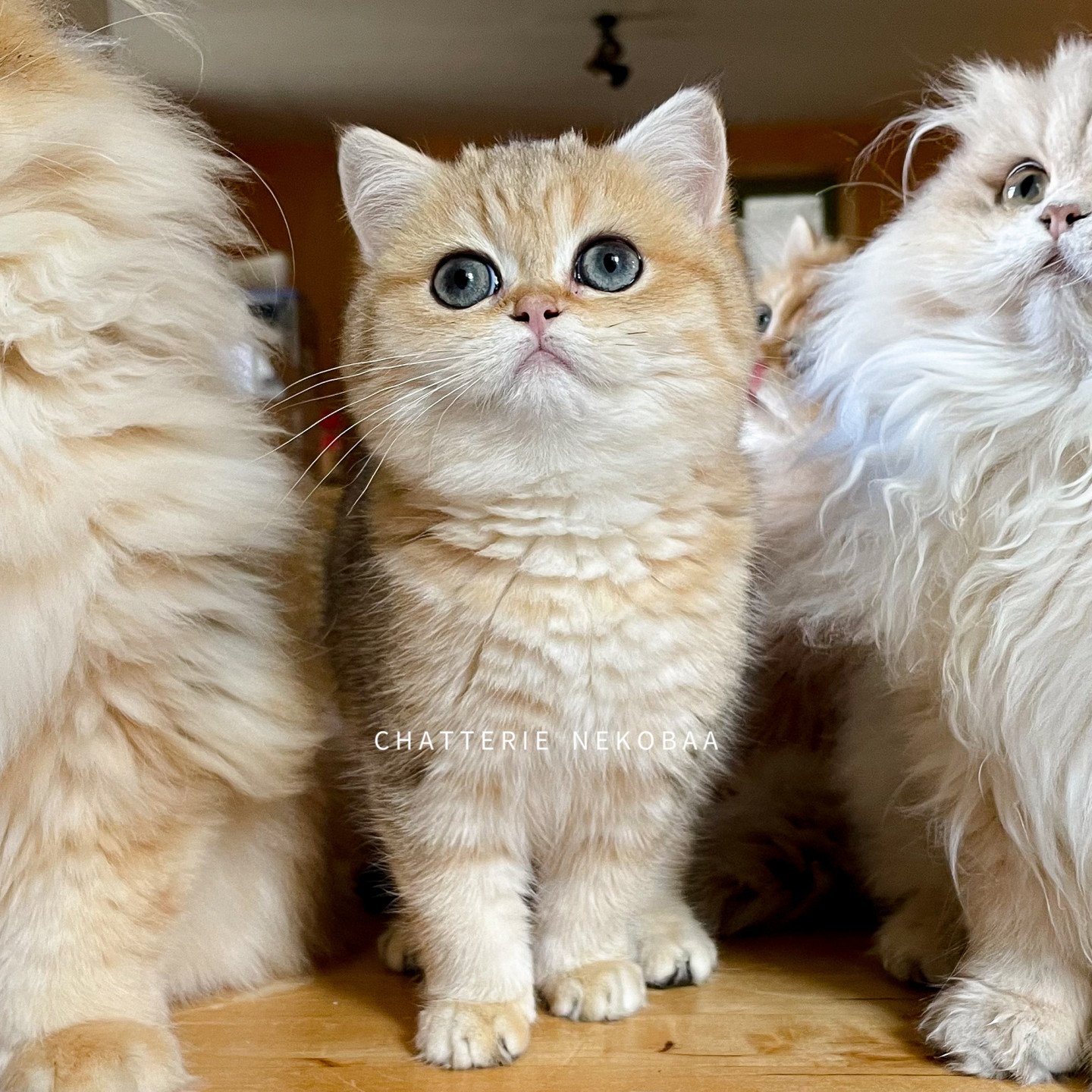 2023: Portée R2 : Faye British Shorthair black golden blotched tabby Teddy British Longhair...