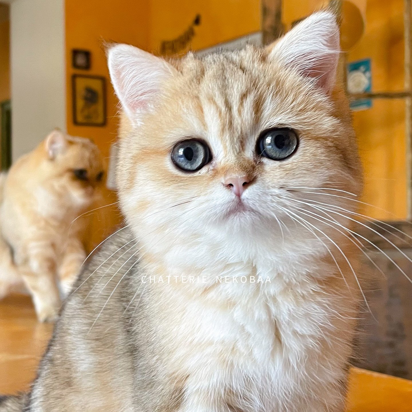 2023: Portée R2 : Faye British Shorthair black golden blotched tabby Teddy British Longhair...