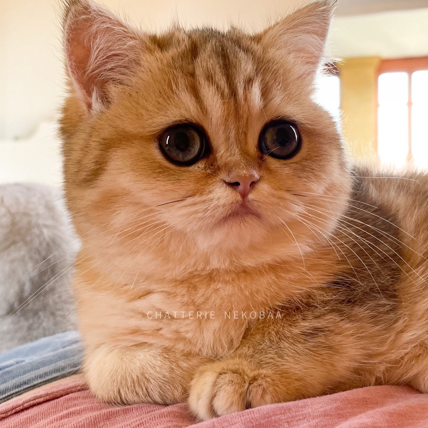 2023: Portée R2 : Faye British Shorthair black golden blotched tabby Teddy British Longhair...