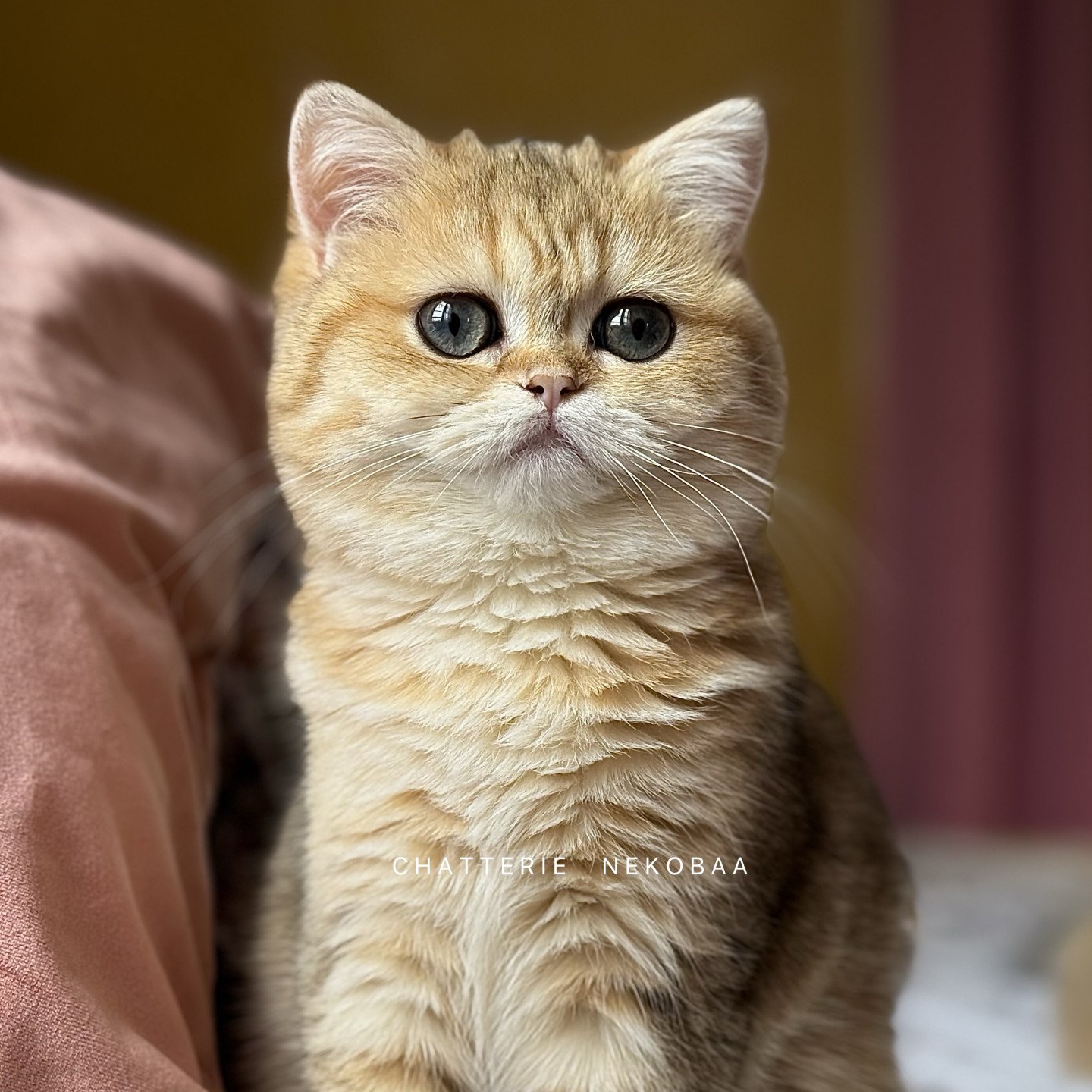 2023: Portée R2 : Faye British Shorthair black golden blotched tabby Teddy British Longhair...