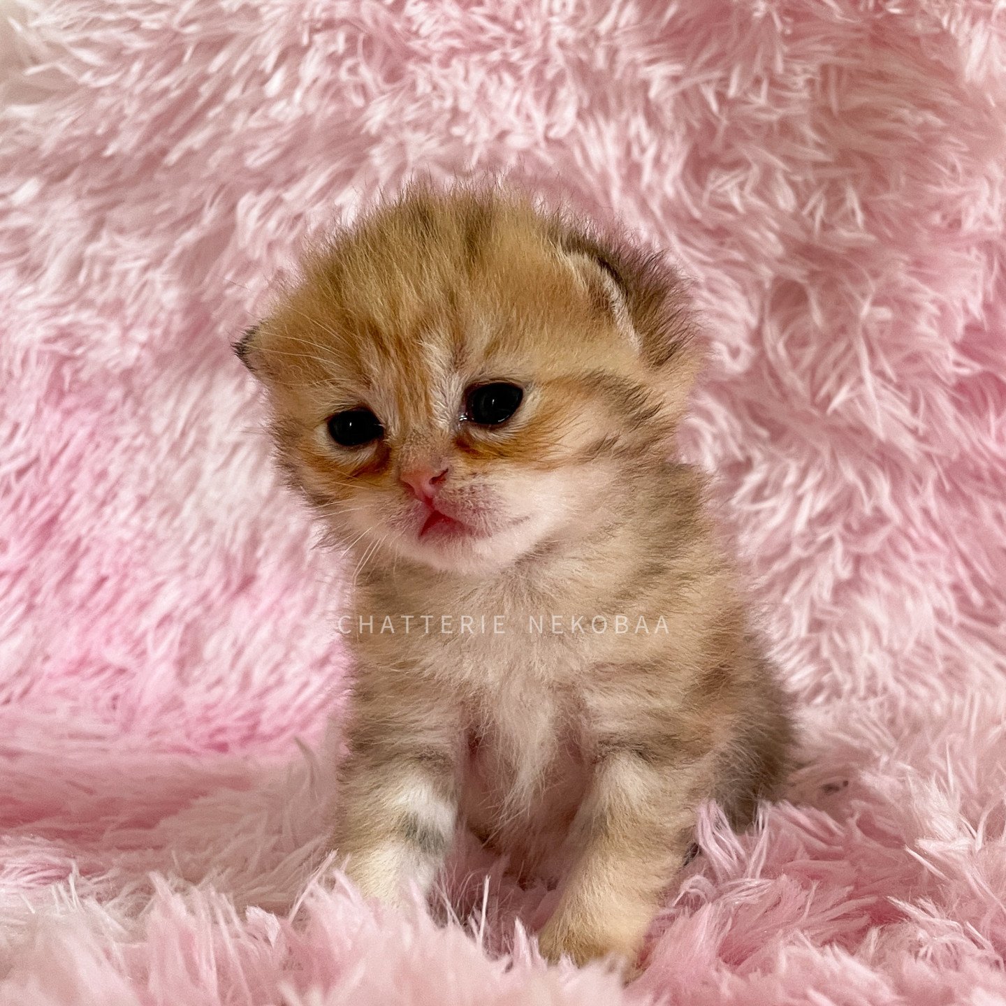 Ren, British shorthair black golden blotched tabby de la Chatterie Nekobaa.