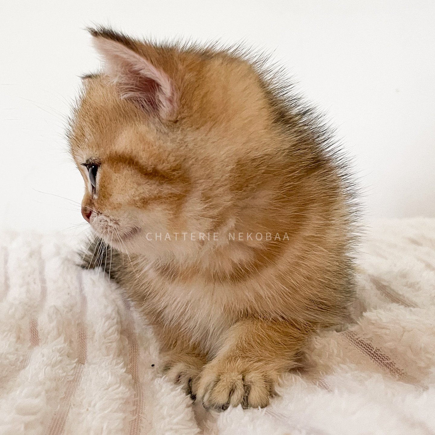Ren, British shorthair black golden blotched tabby de la Chatterie Nekobaa.